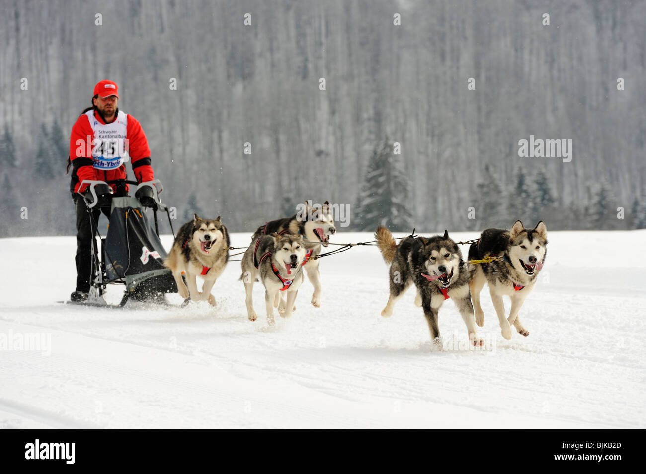 Alaskan Malamute, sled dog team with musher, Studen, Switzerland ...