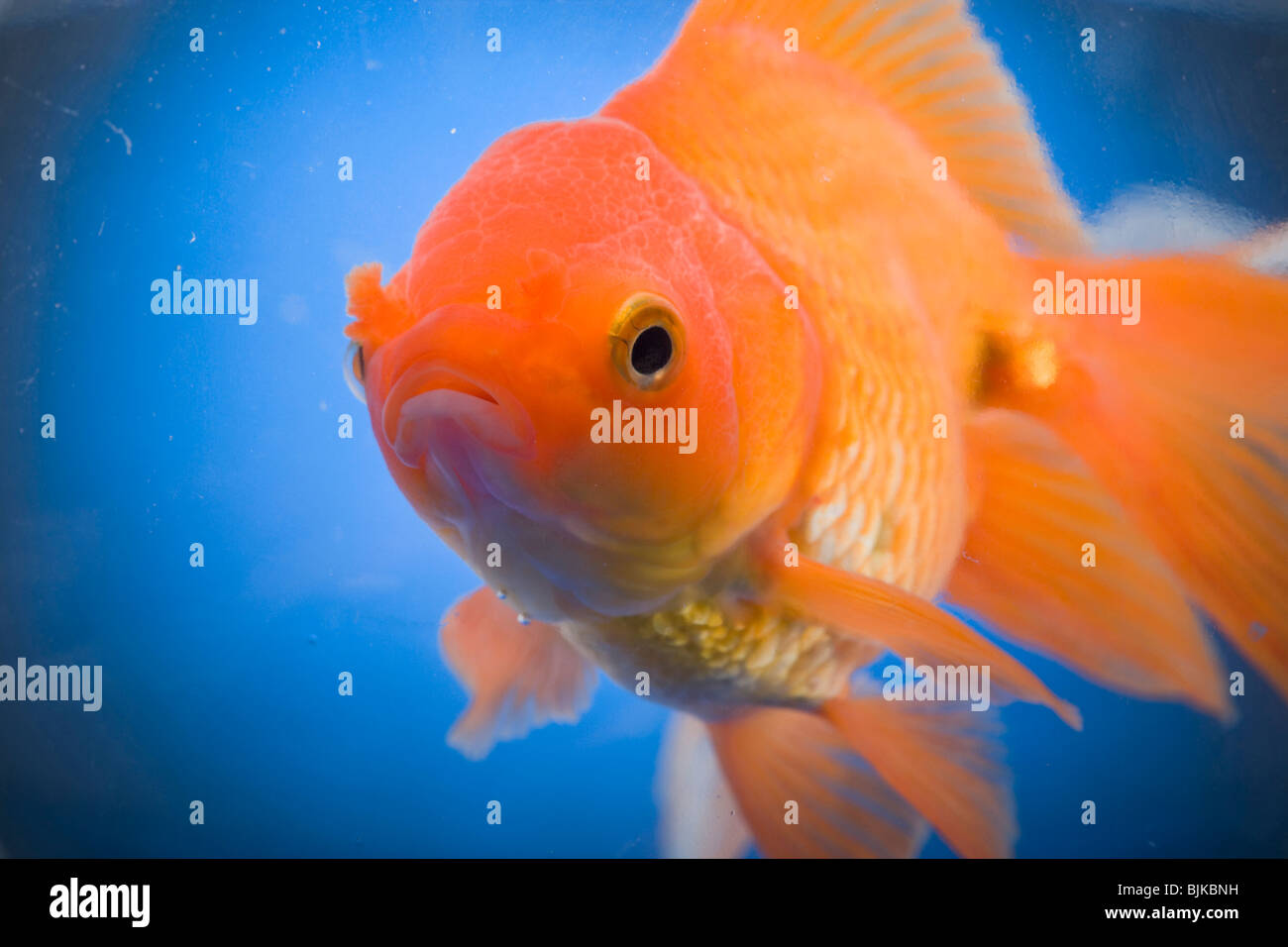 Detailed view of goldfish Stock Photo - Alamy