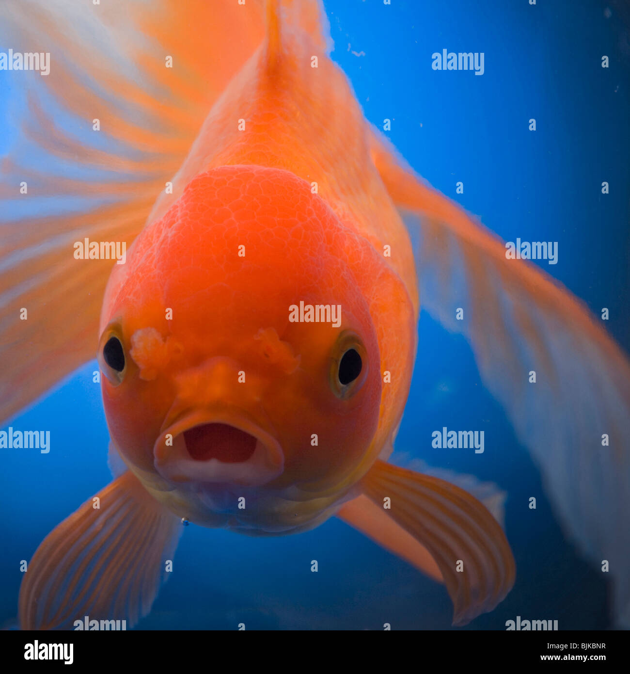 Detailed view of goldfish Stock Photo - Alamy