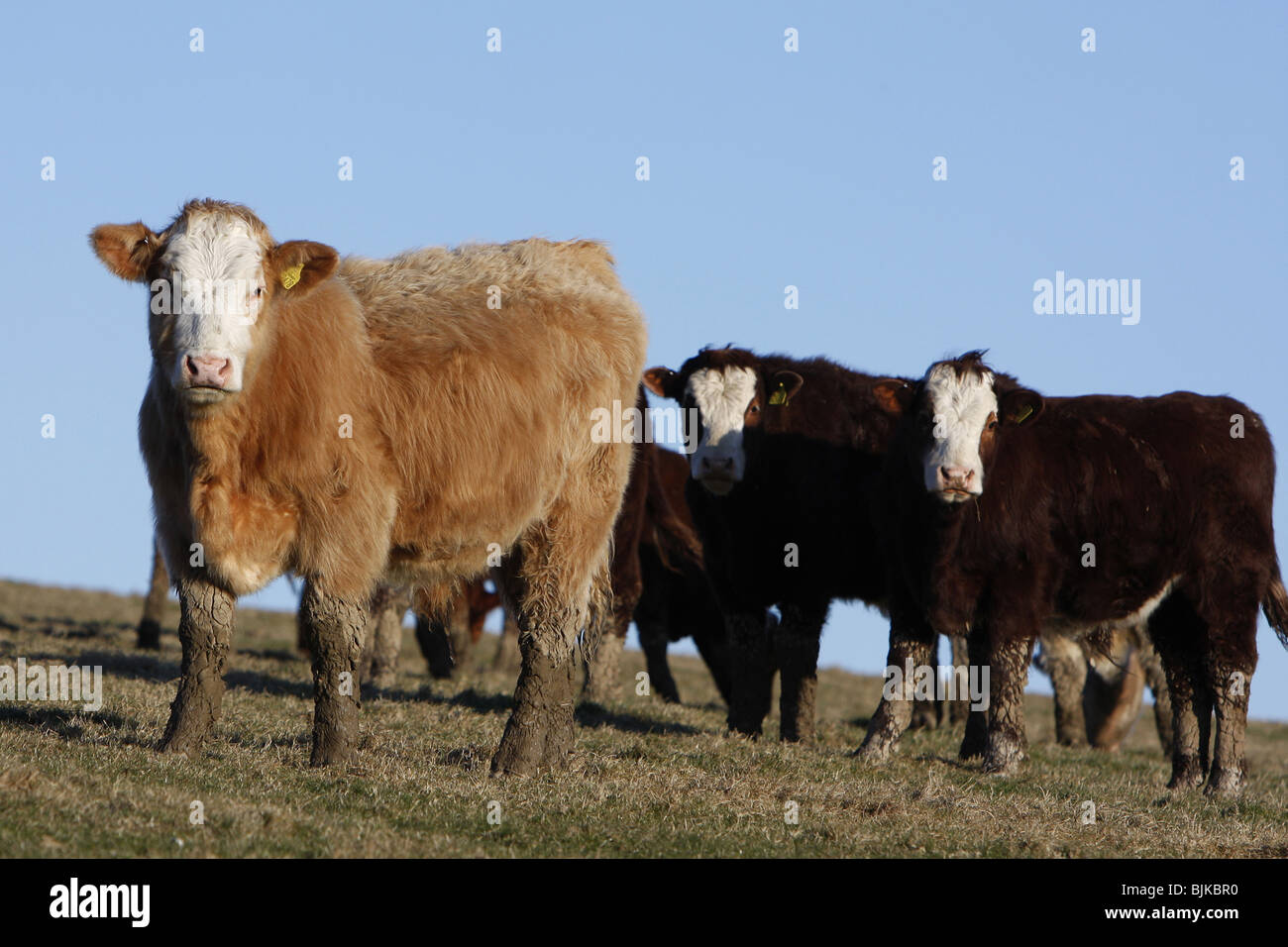 Agriculture Farming Animals Stock Photo - Alamy