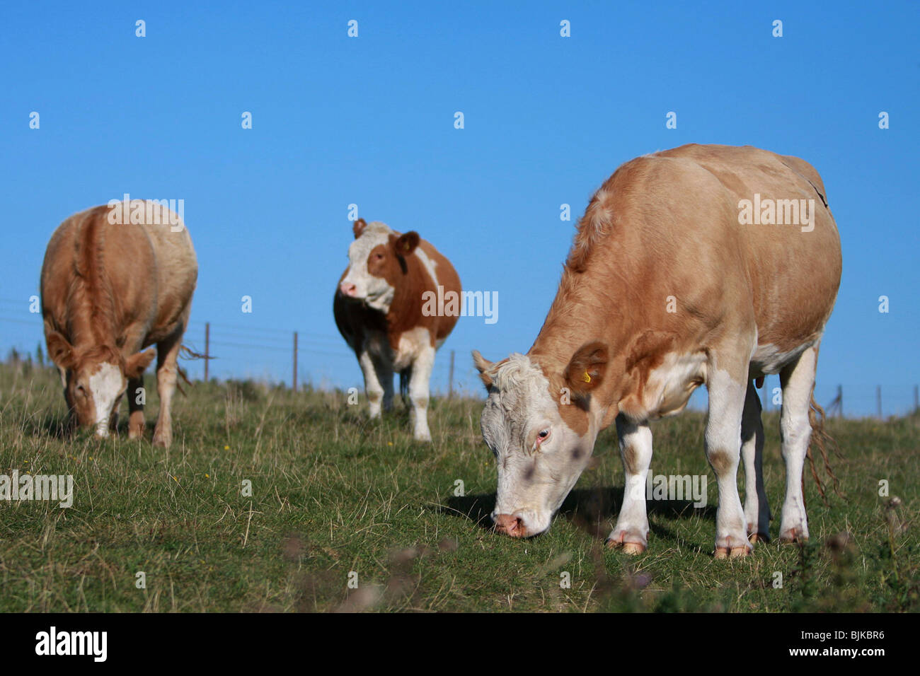 Agriculture Farming Animals Stock Photo - Alamy