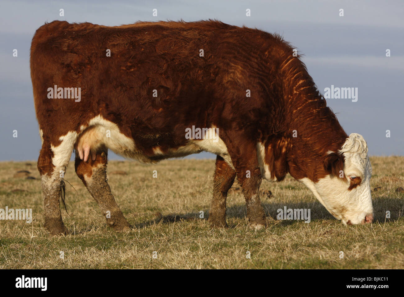 Agriculture Farming Animals Stock Photo - Alamy