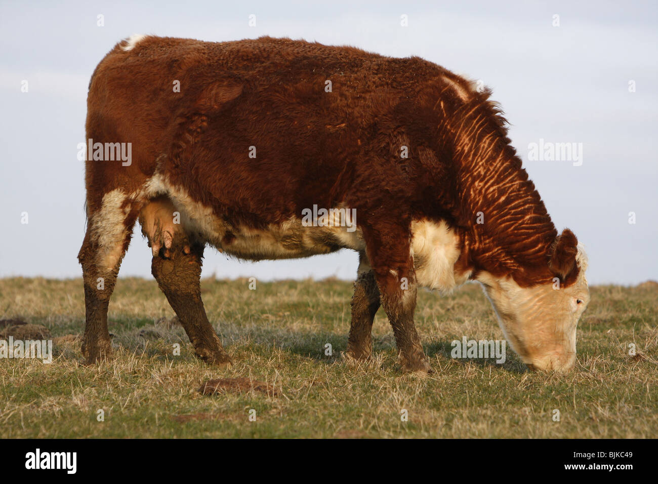 Agriculture Farming Animals Stock Photo - Alamy
