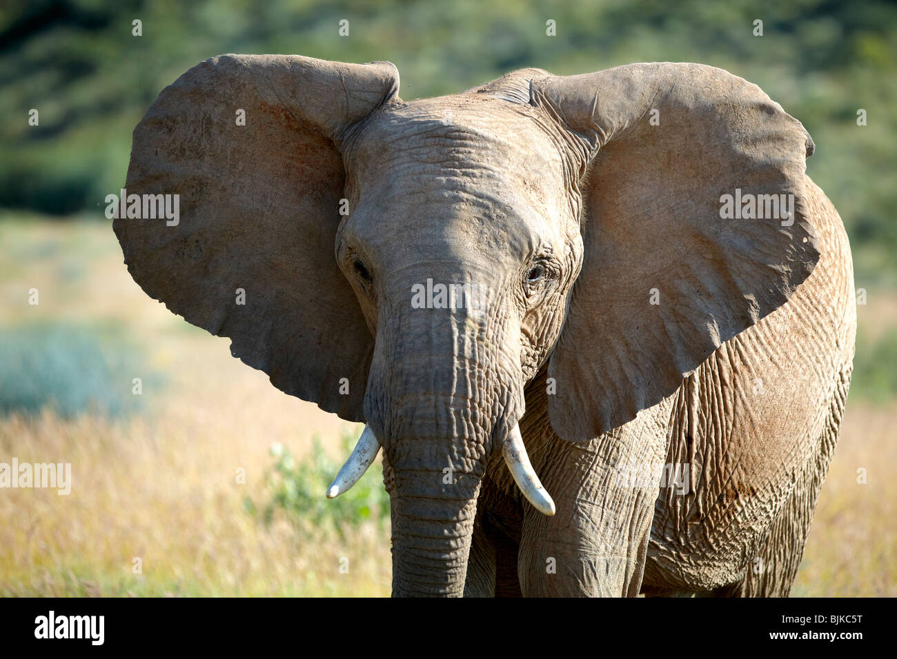 African Forest Elephant (Loxodonta cyclotis), Damaraland, Namibia ...