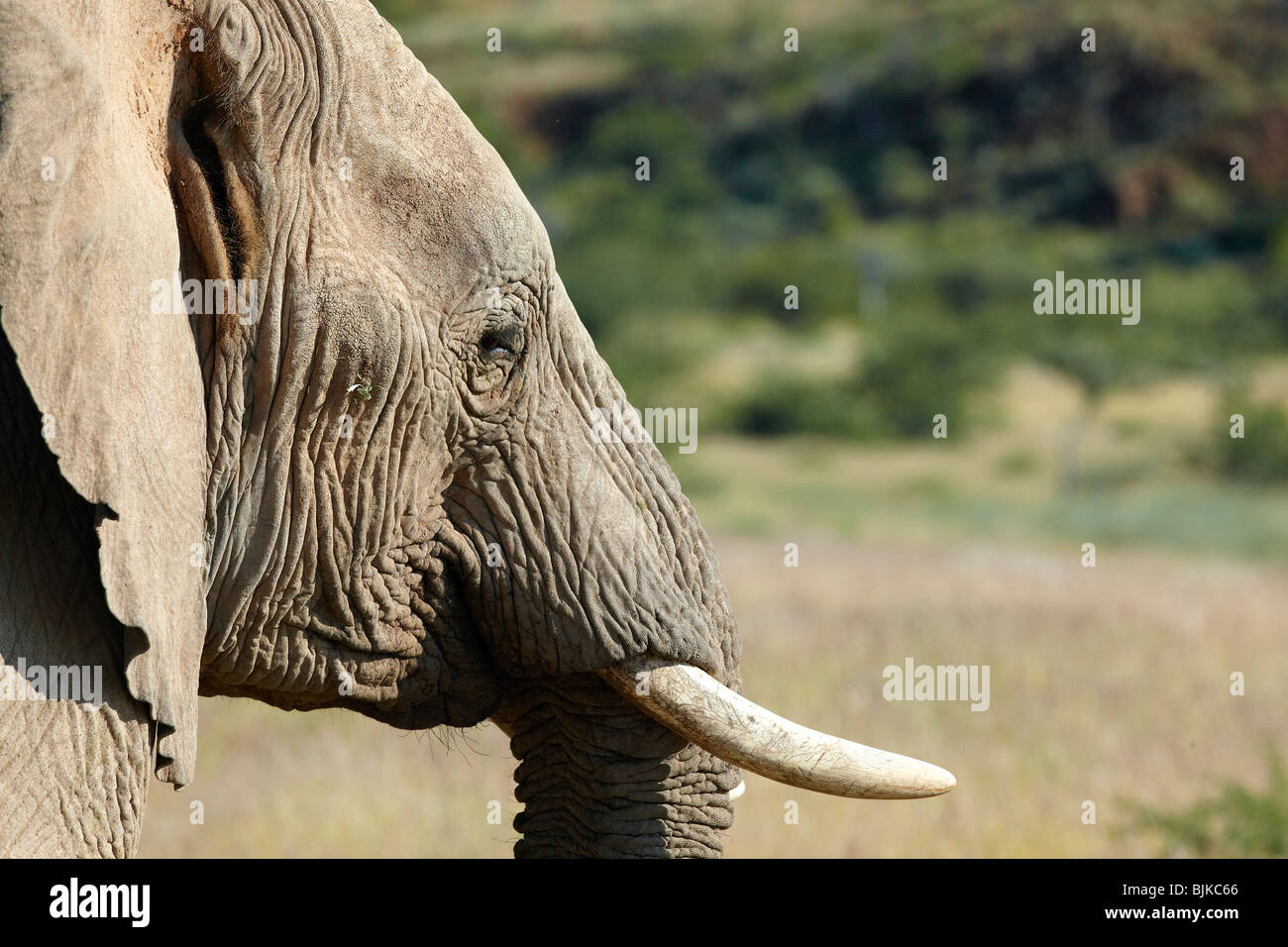 African Forest Elephant (Loxodonta cyclotis), Damaraland, Namibia ...