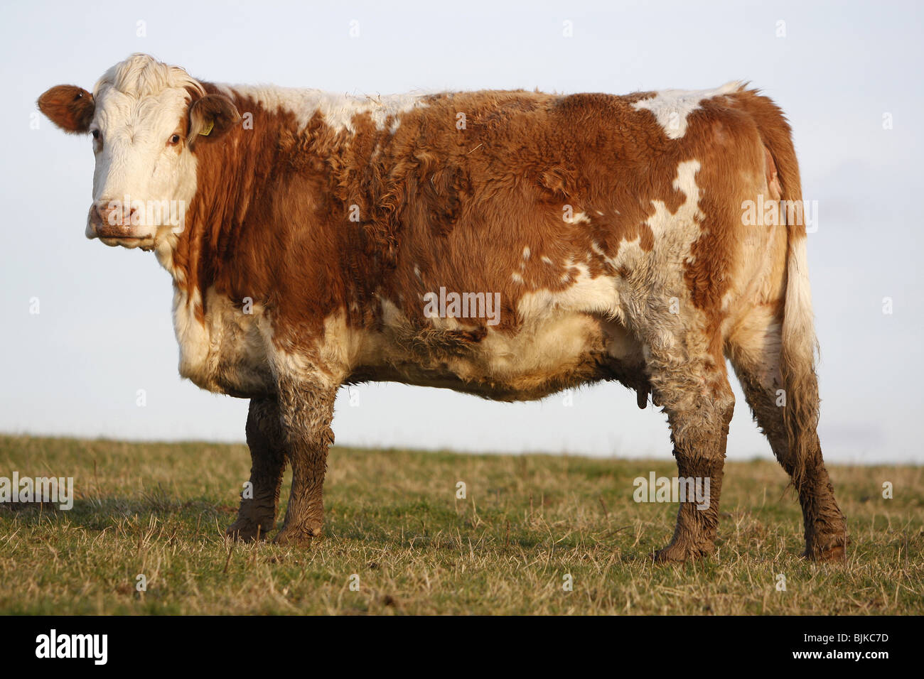Agriculture Farming Animals Stock Photo - Alamy