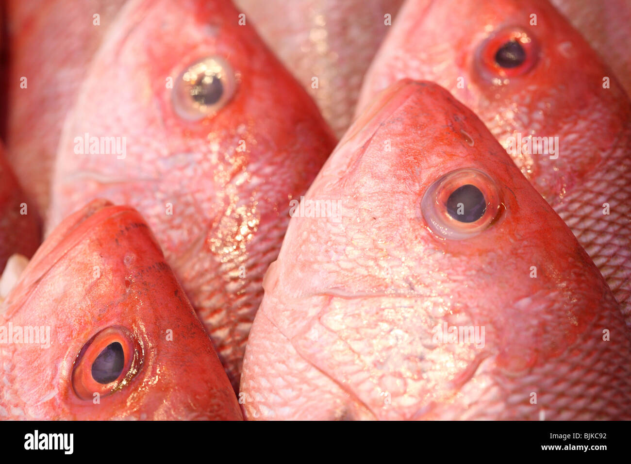 Pargo red snapper fish hi-res stock photography and images - Alamy