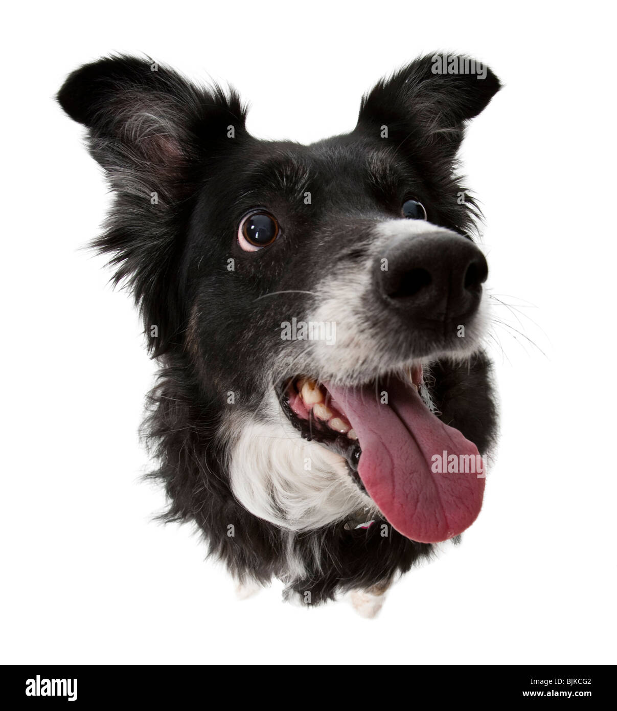 Silly Dog Stock Photos & Silly Dog Stock Images - Alamy