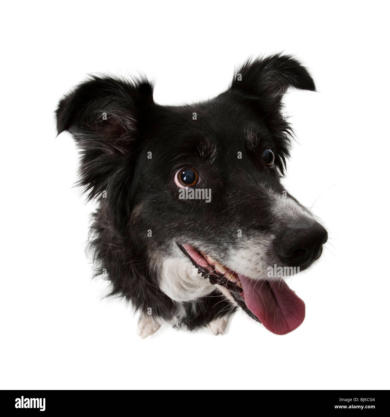 Dog looking out from Cut Out Stock Images & Pictures - Alamy