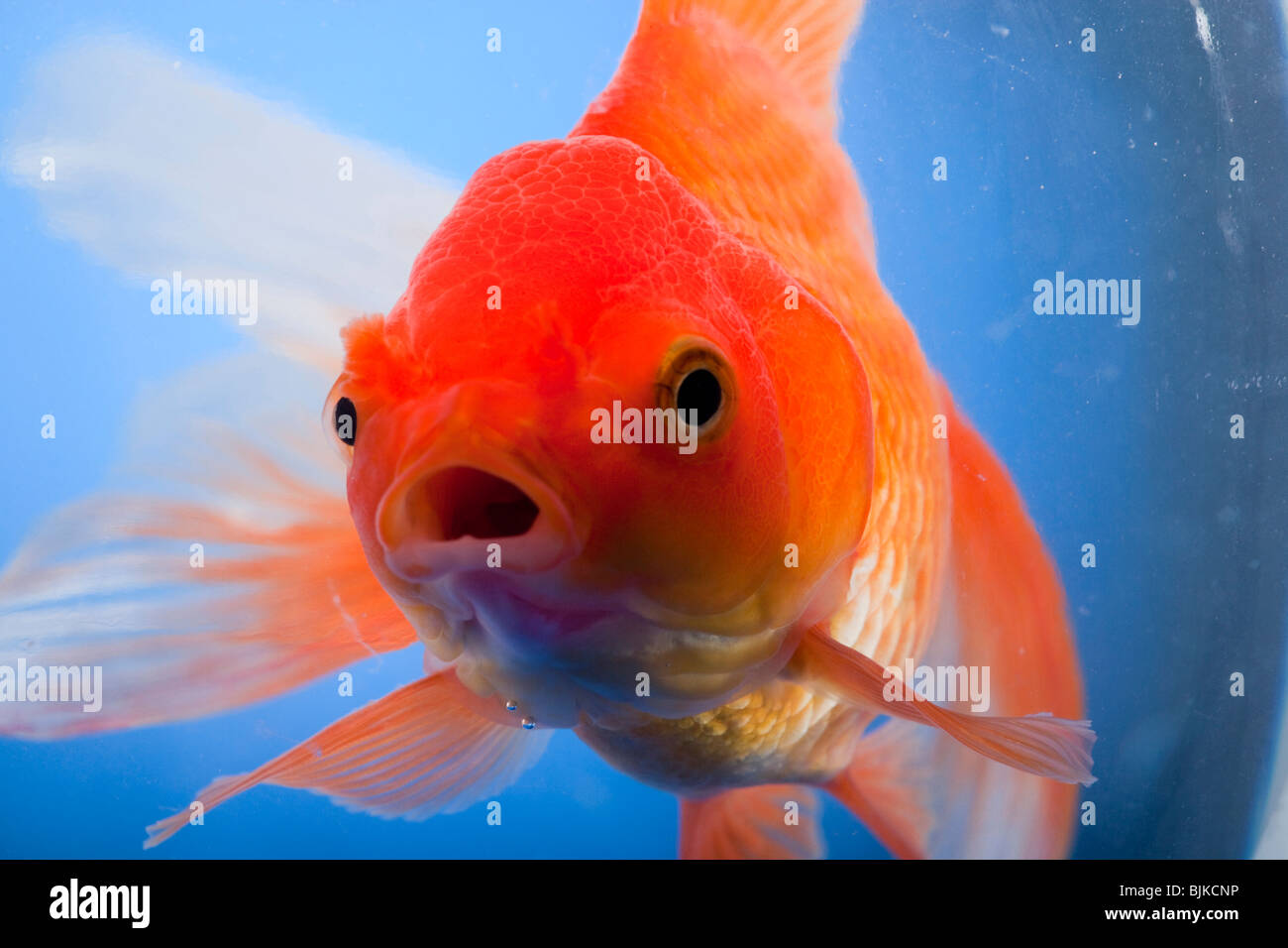 The goldfish hi-res stock photography and images - Alamy