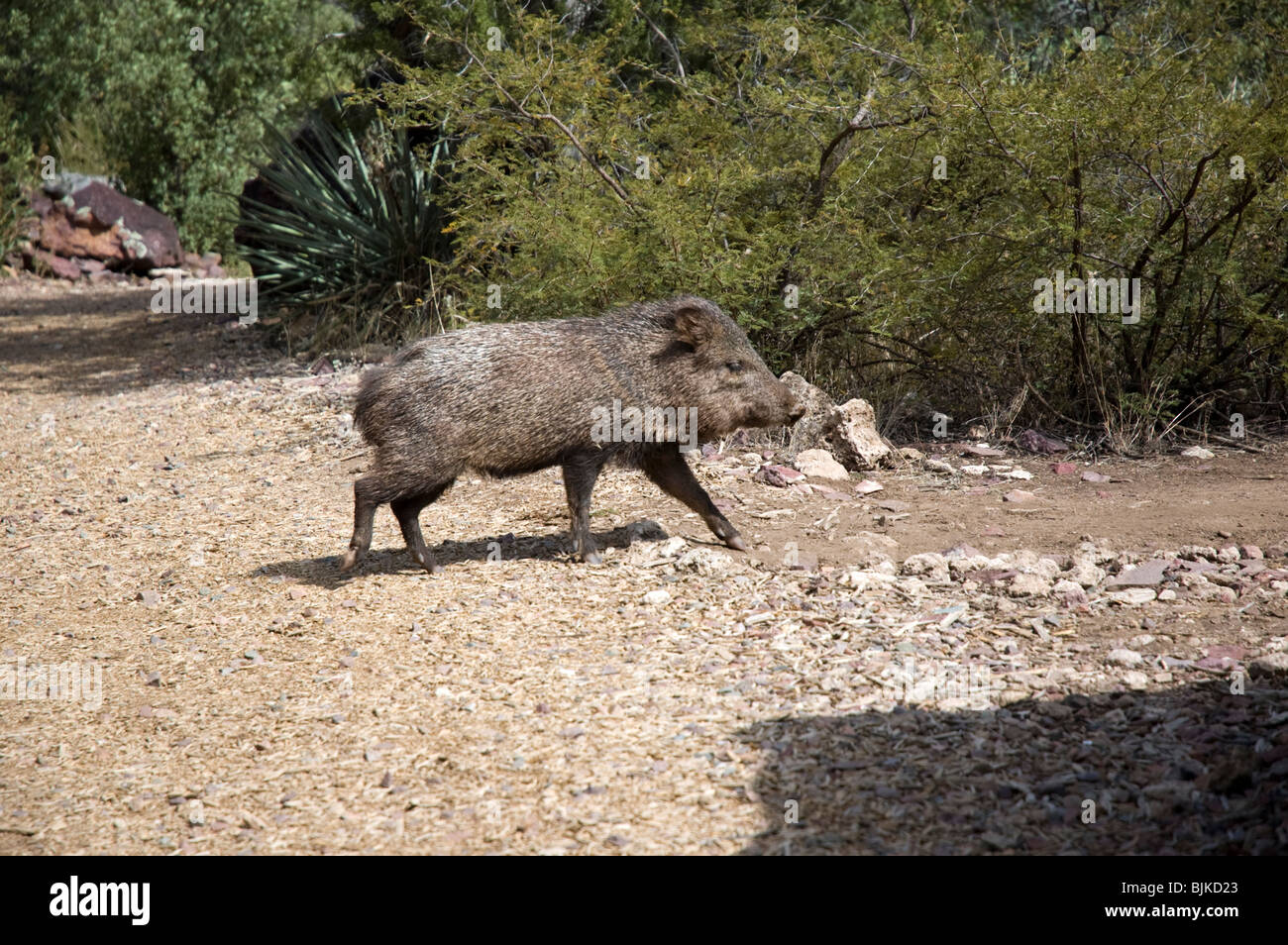 A wild Collared Peccary (Javelina) in the Arizona desert Stock Photo ...