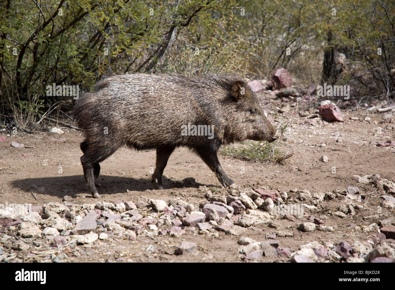 A wild Collared Peccary (Javelina) in the Arizona desert Stock Photo ...