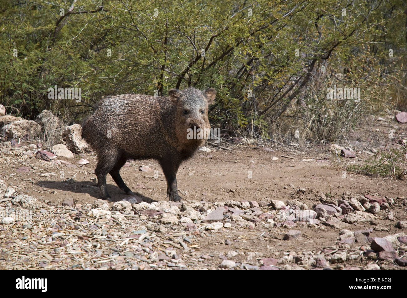 A wild Collared Peccary (Javelina) in the Arizona desert Stock Photo ...