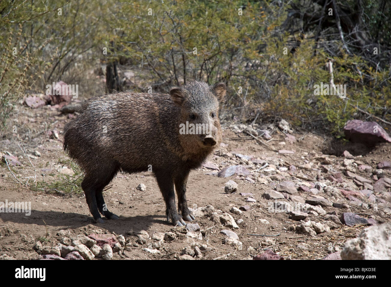 A wild Collared Peccary (Javelina) in the Arizona desert Stock Photo ...