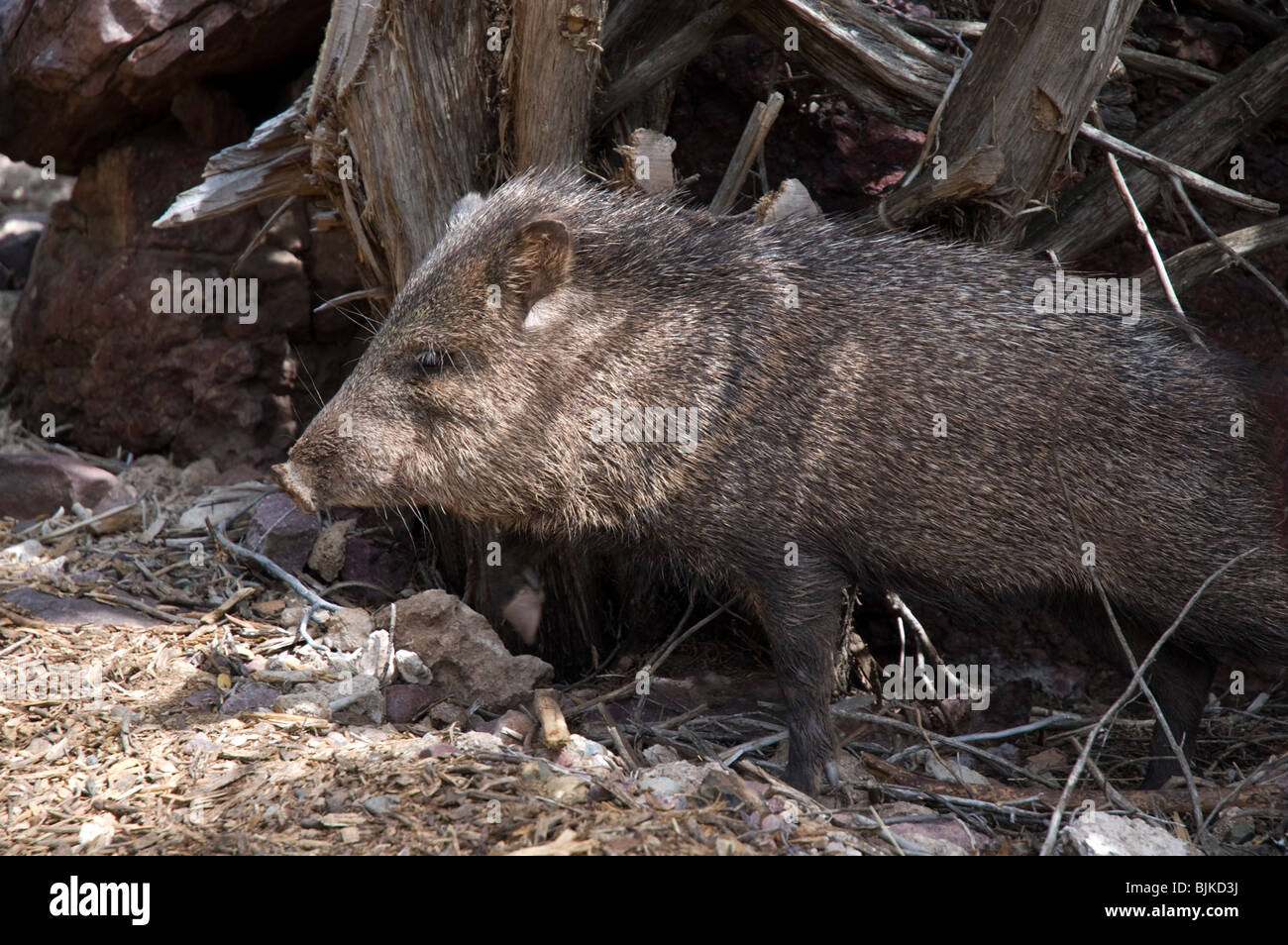 A wild Collared Peccary (Javelina) in the Arizona desert Stock Photo ...