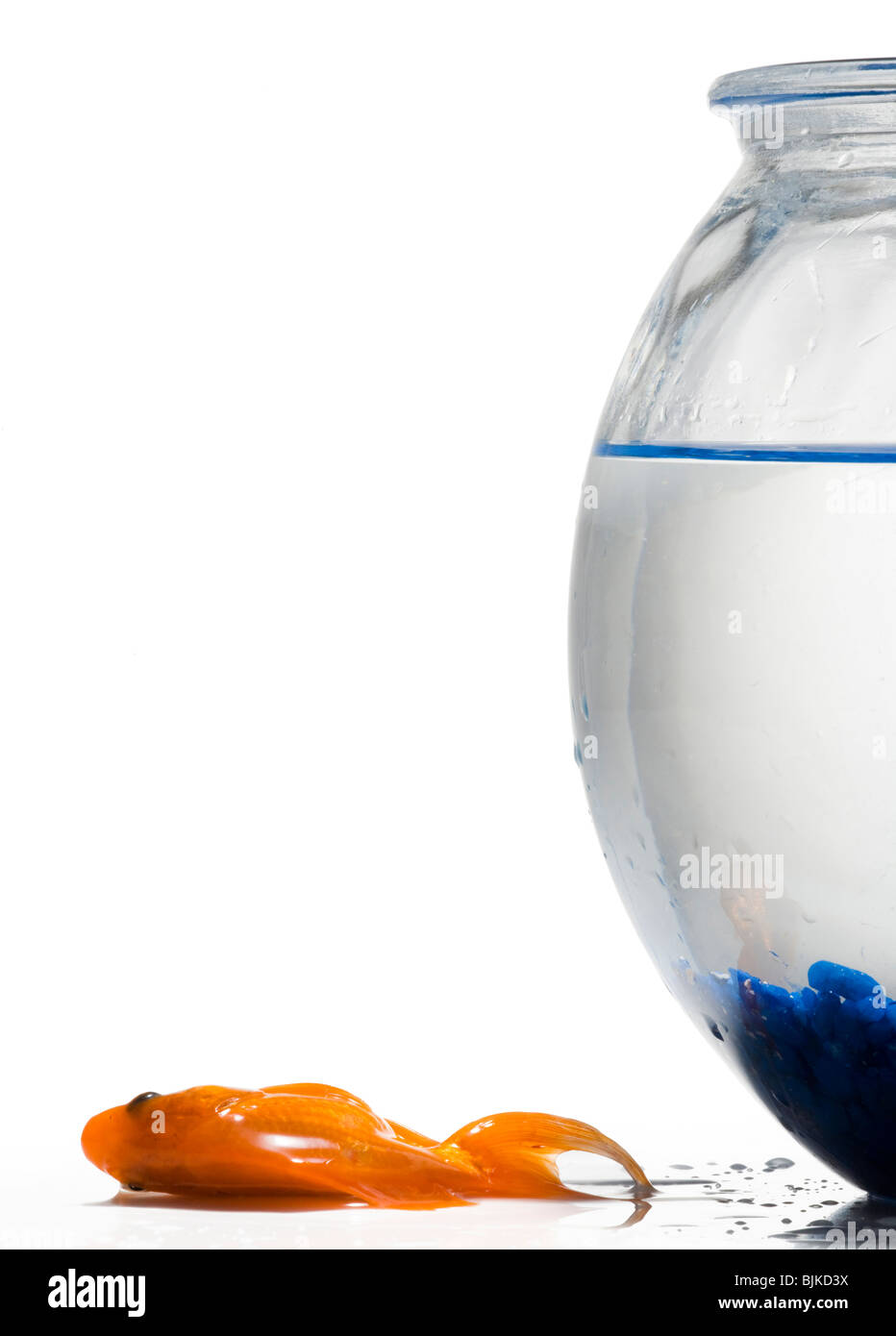 Goldfish falling beside fish bowl Stock Photo - Alamy