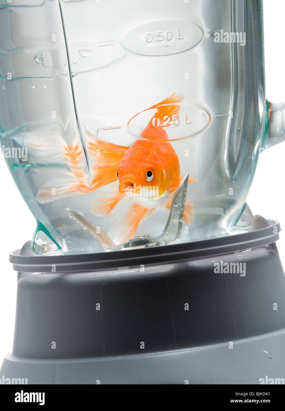 Goldfish in blender with water Stock Photo - Alamy