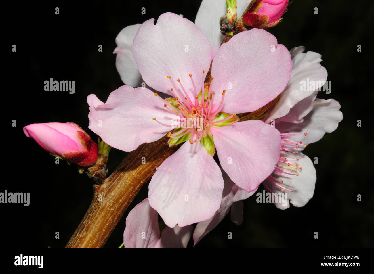 Almond trees bloom hi-res stock photography and images - Alamy