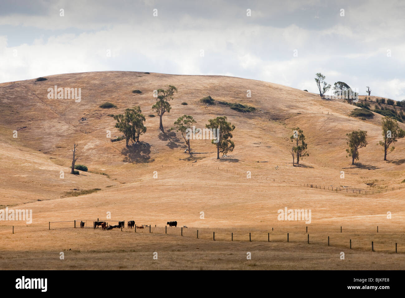 Drought stricken land in Victoria, Australia Stock Photo - Alamy