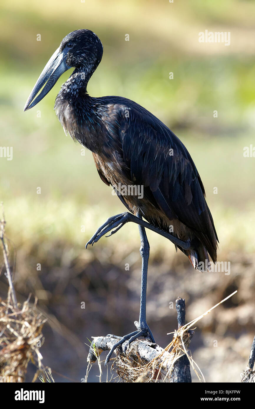 African openbill anastomus lamelligerus hi-res stock photography and ...