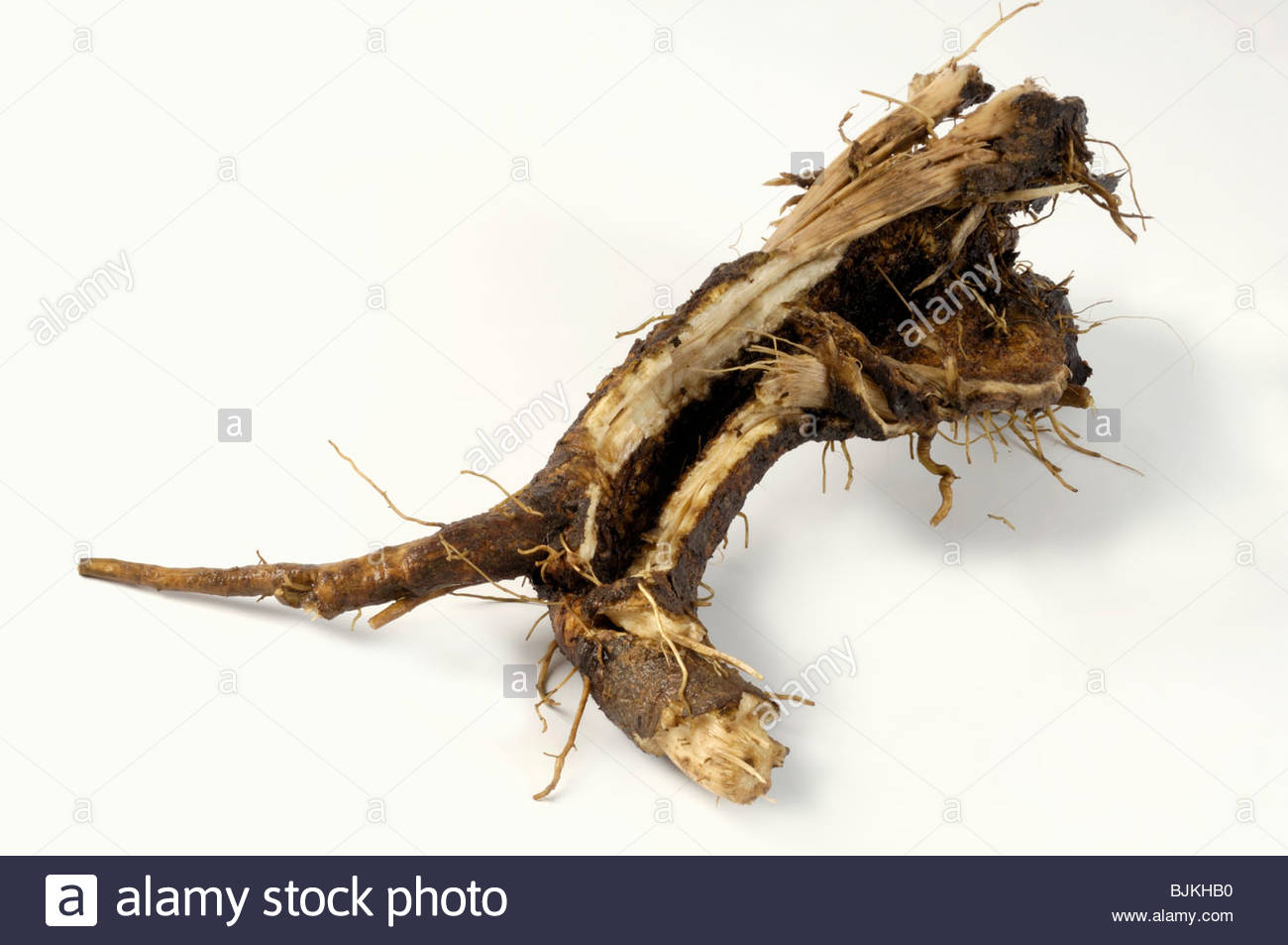 Burdock Root Stock Photos & Burdock Root Stock Images - Alamy