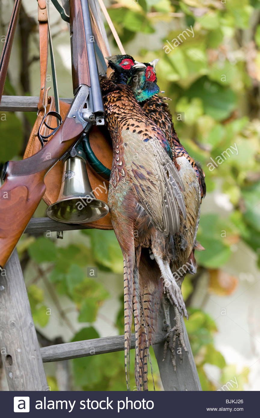 Pheasants And Hung Stock Photos & Pheasants And Hung Stock Images - Alamy