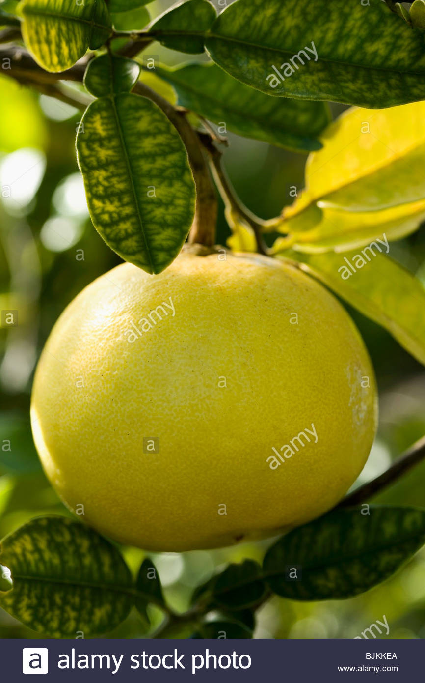 Grapefruit Tree Stock Photos & Grapefruit Tree Stock Images - Alamy