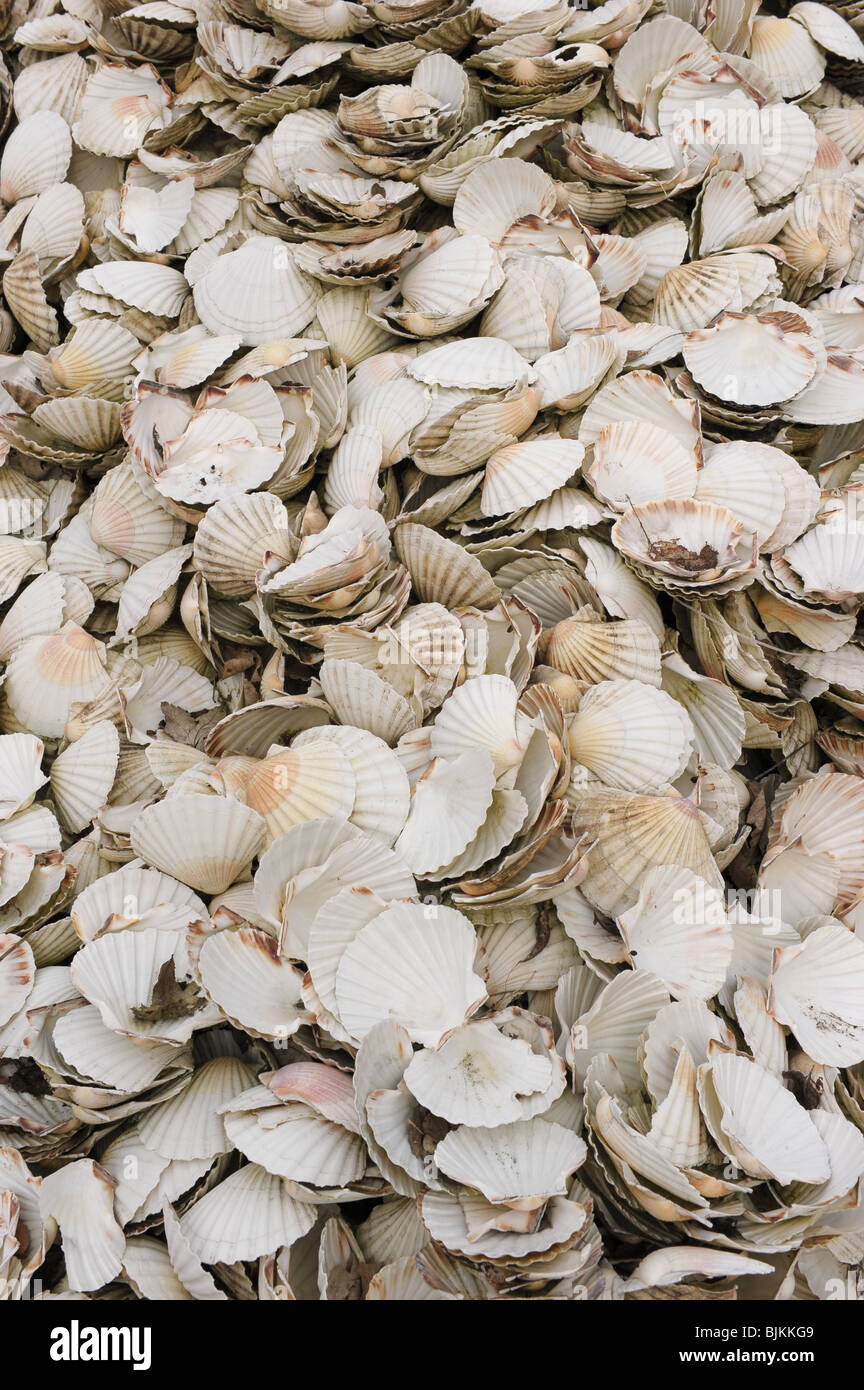 A heap of empty used scallop shells Stock Photo - Alamy