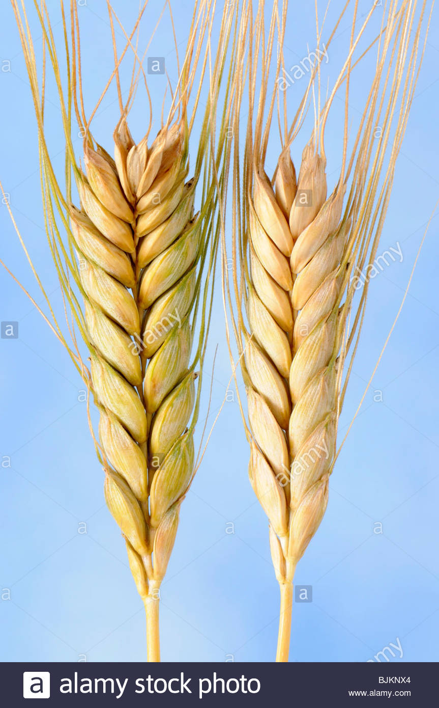 Emmer Wheat Stock Photos & Emmer Wheat Stock Images - Alamy