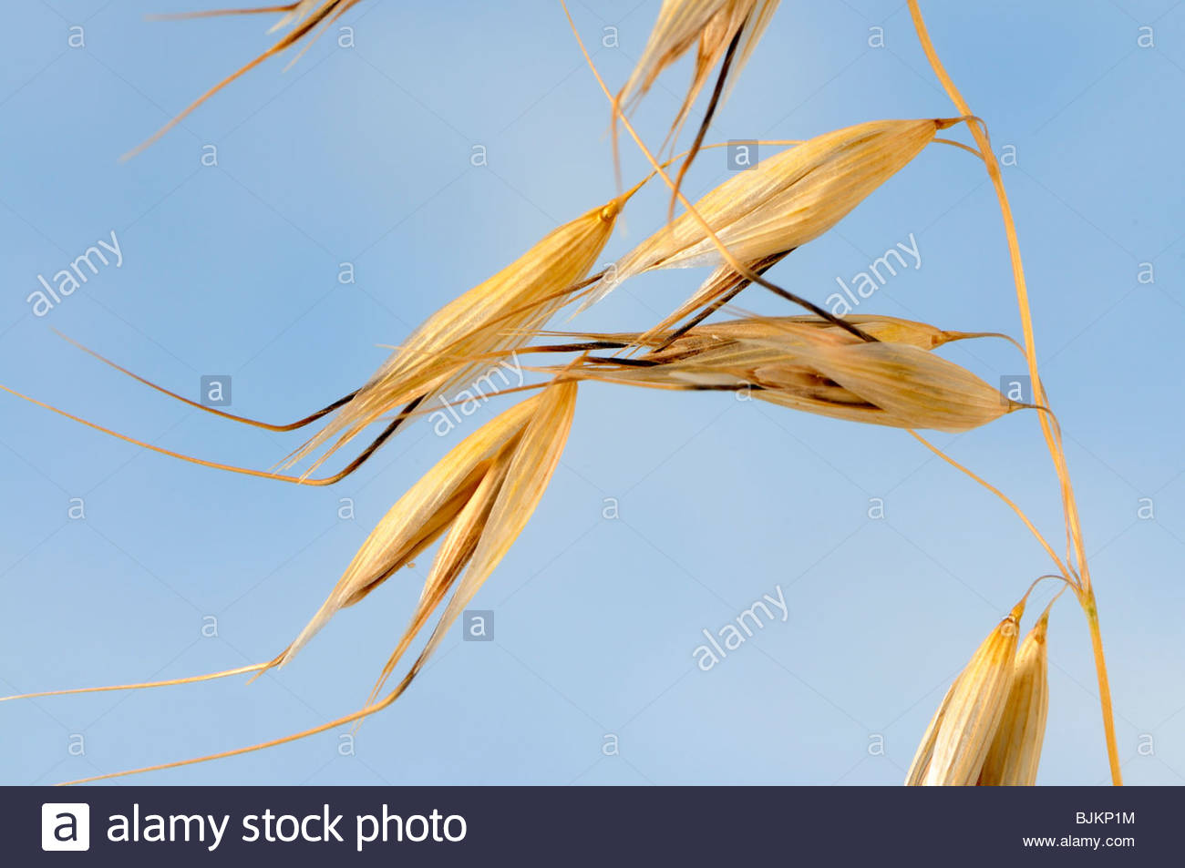 Avena Strigosa Stock Photos & Avena Strigosa Stock Images - Alamy
