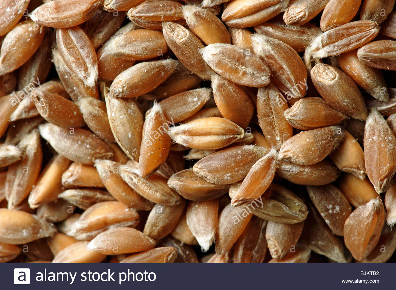 Emmer Wheat Stock Photos & Emmer Wheat Stock Images - Alamy
