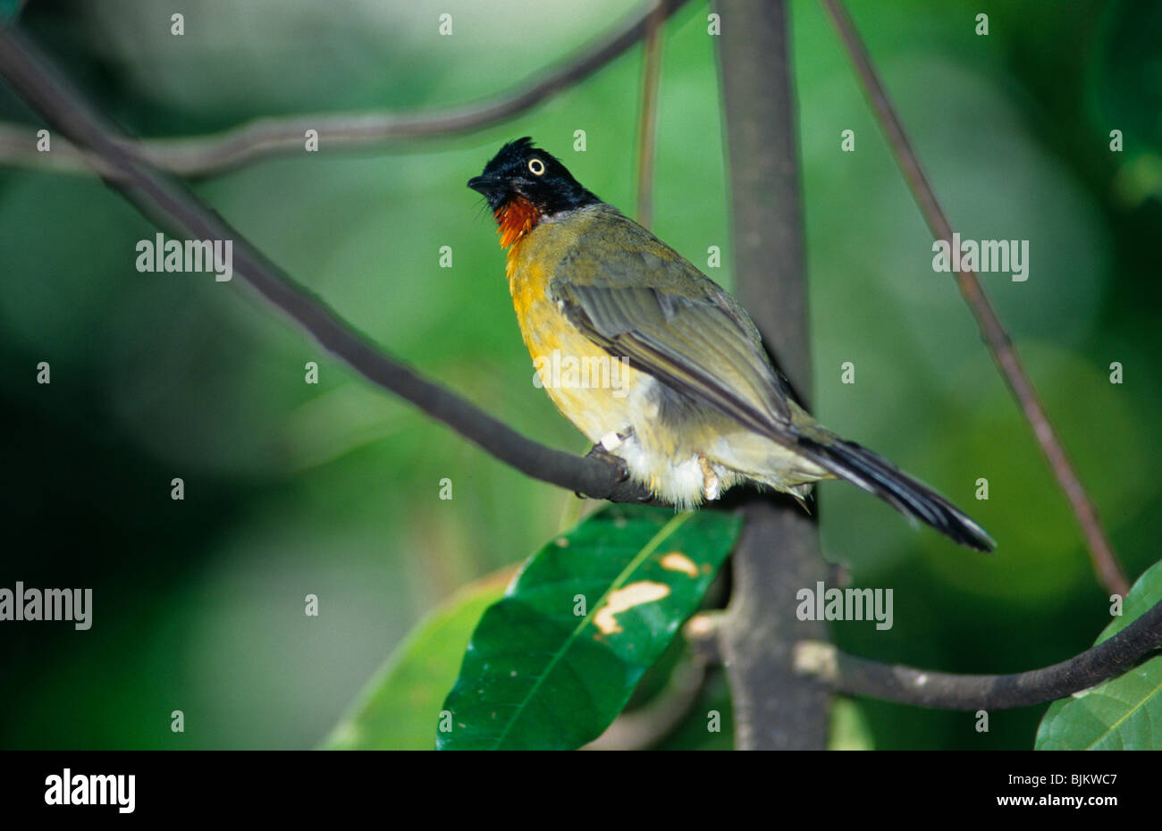 Crested bulbul hi-res stock photography and images - Alamy