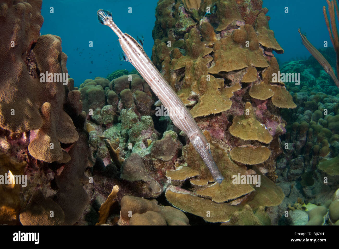 A Trumpetfish swims through the water surrounding the island of Bonaire ...