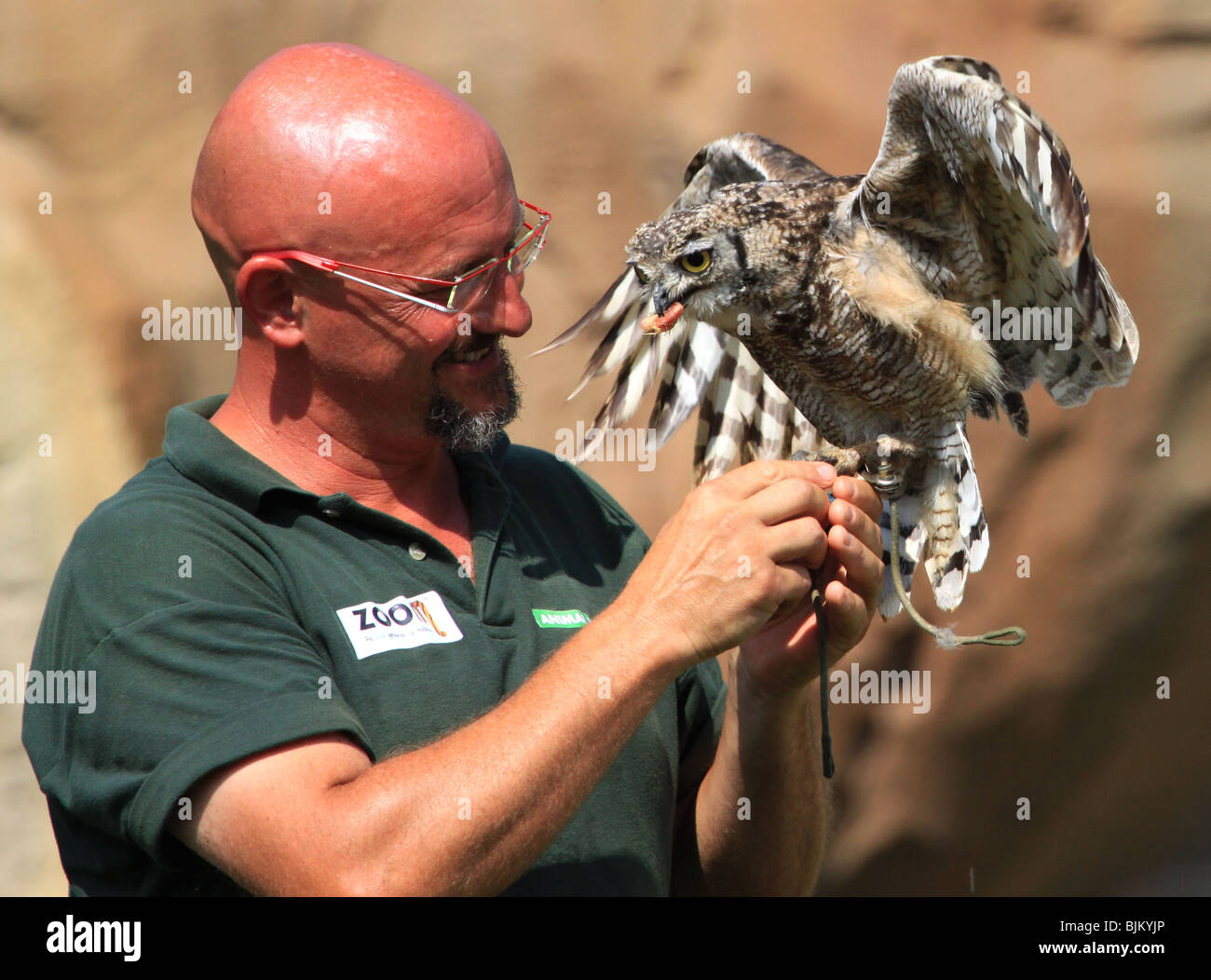 European Barn Owl Stock Photo - Alamy