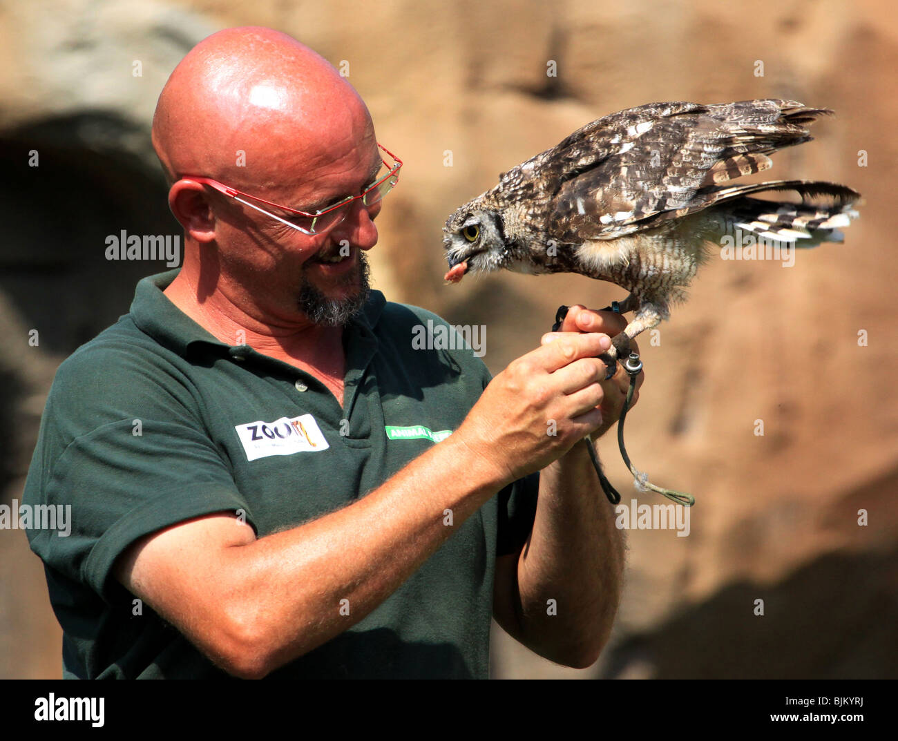 European Barn Owl Stock Photo - Alamy