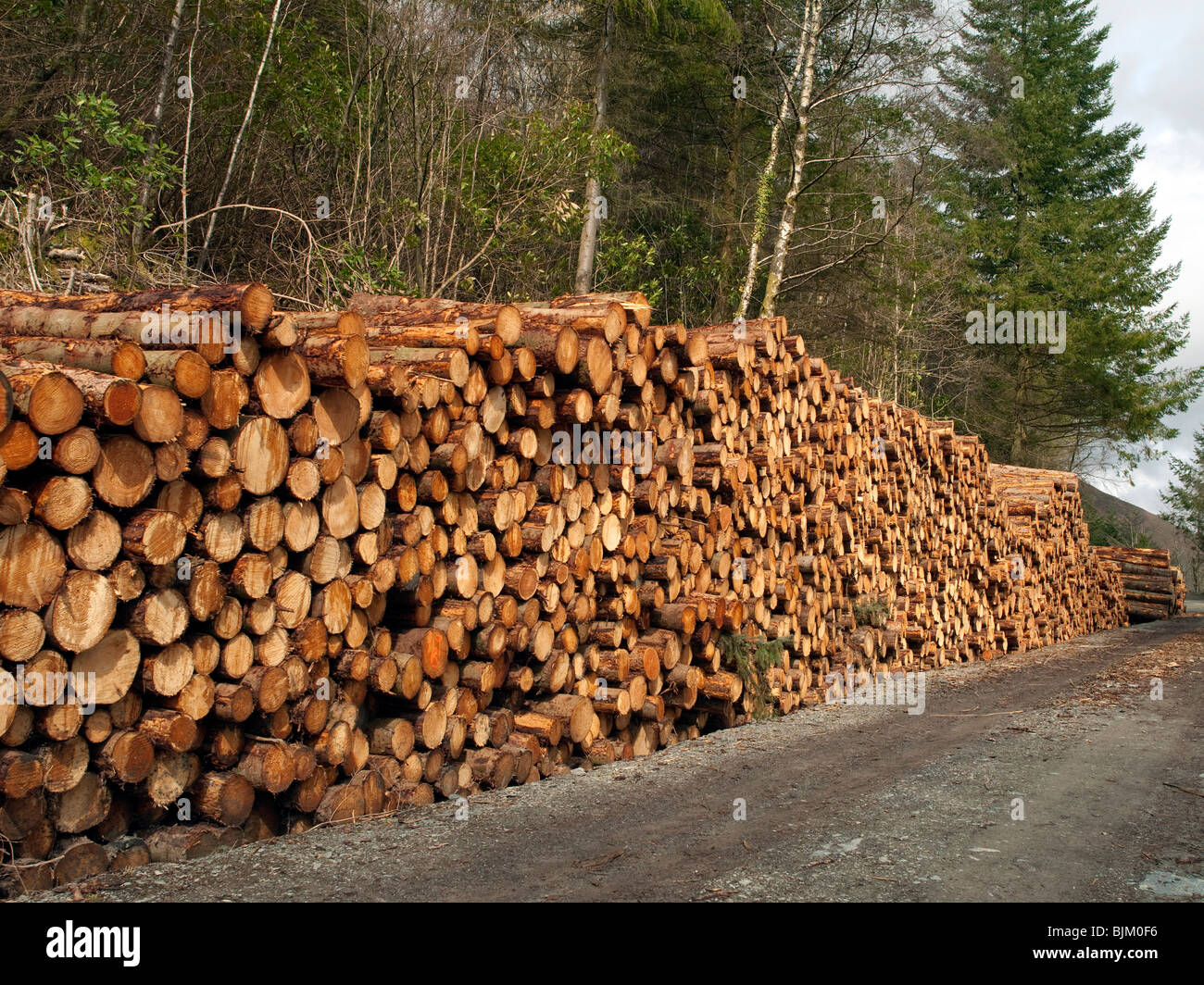 Newly felled forest hi-res stock photography and images - Alamy