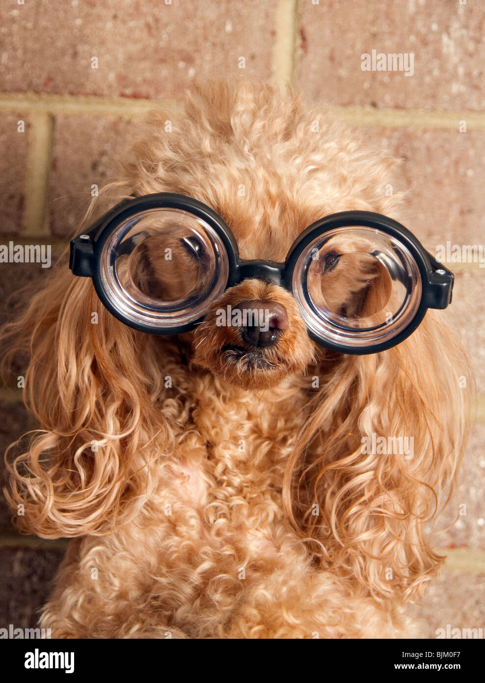 Freaky dog hi-res stock photography and images - Alamy