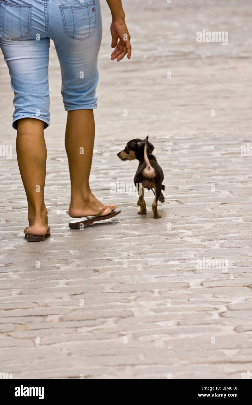 Taking the puppy for a walk Stock Photo - Alamy
