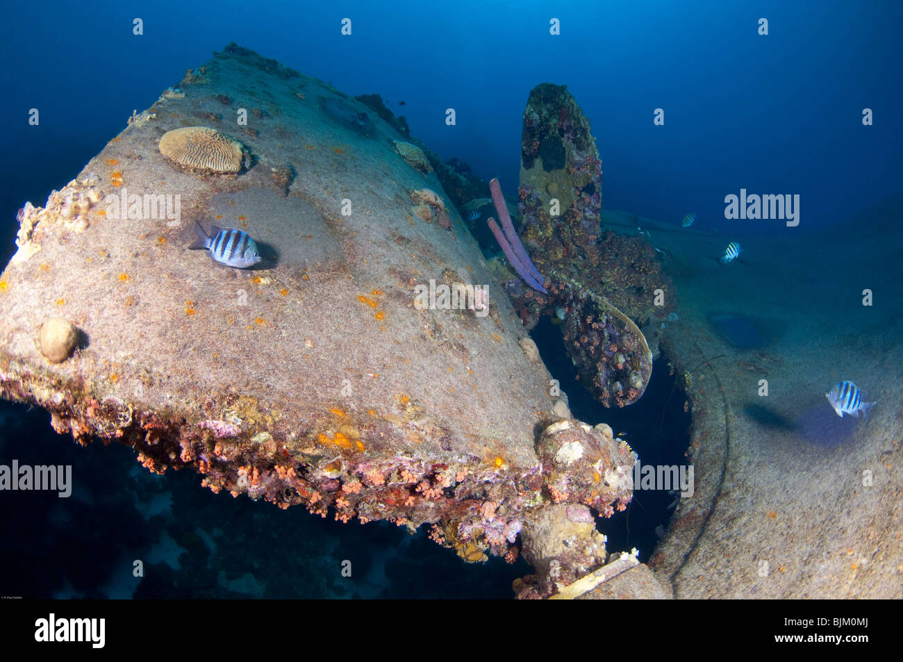 Three Sergeant Major fish guard their nests on the wreckage of the ...