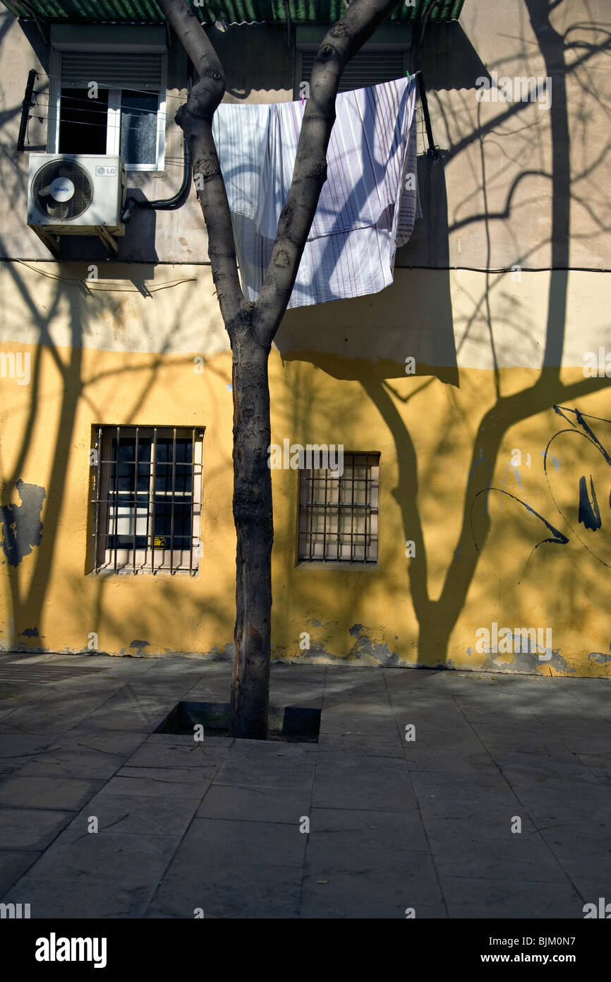 a tree in barcelona, spain Stock Photo - Alamy