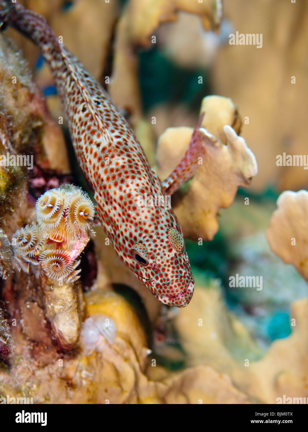 Cepphalopholis hi-res stock photography and images - Alamy