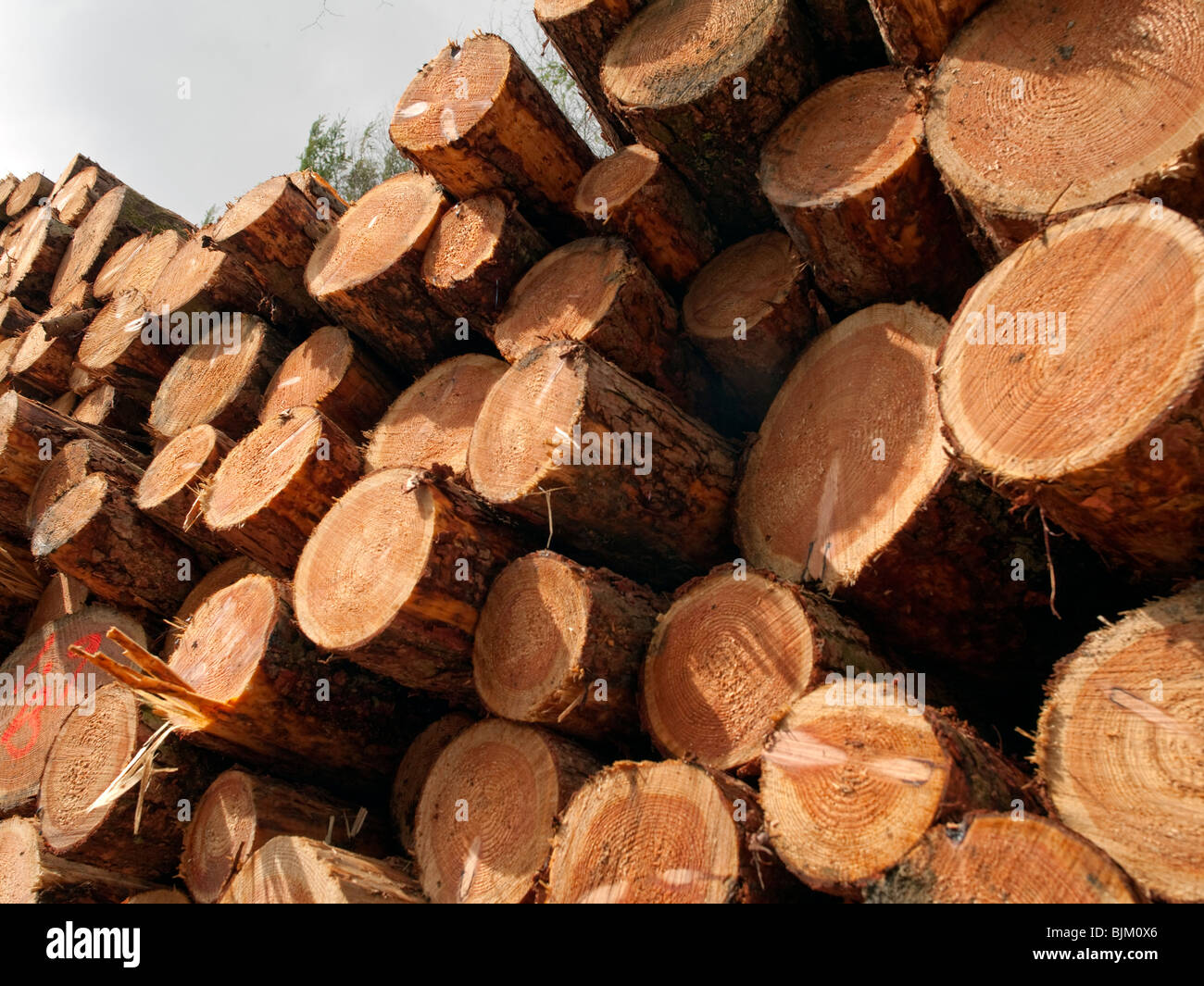 Cut and awaiting transport hi-res stock photography and images - Alamy