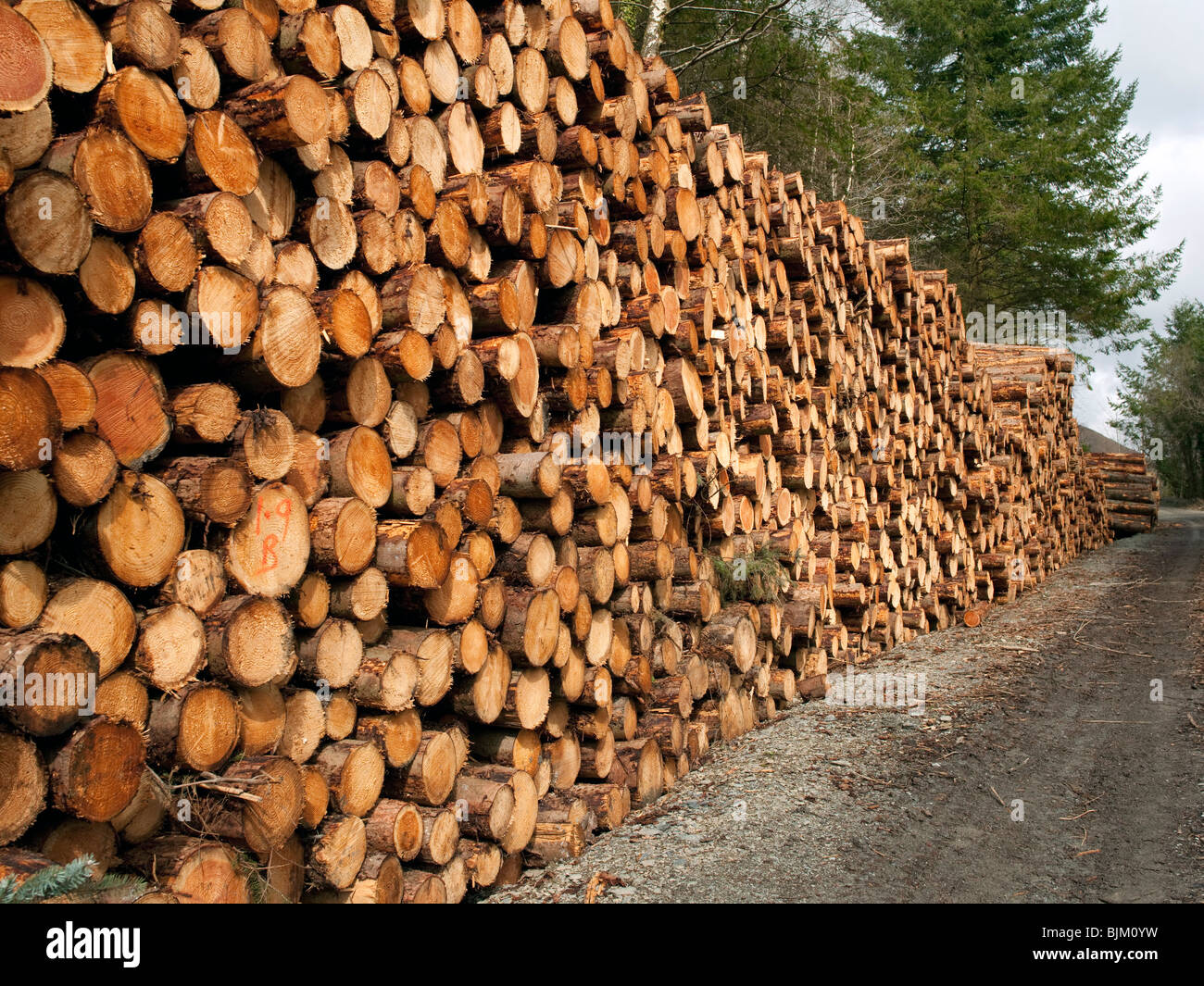 Newly felled timber stacked and awaiting transport from the forest ...