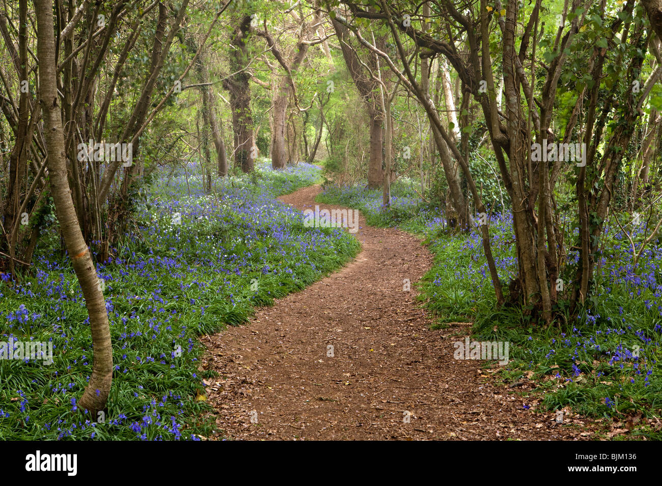 Path running through Borthwood Copse. Isle of Wight, England, UK Stock ...