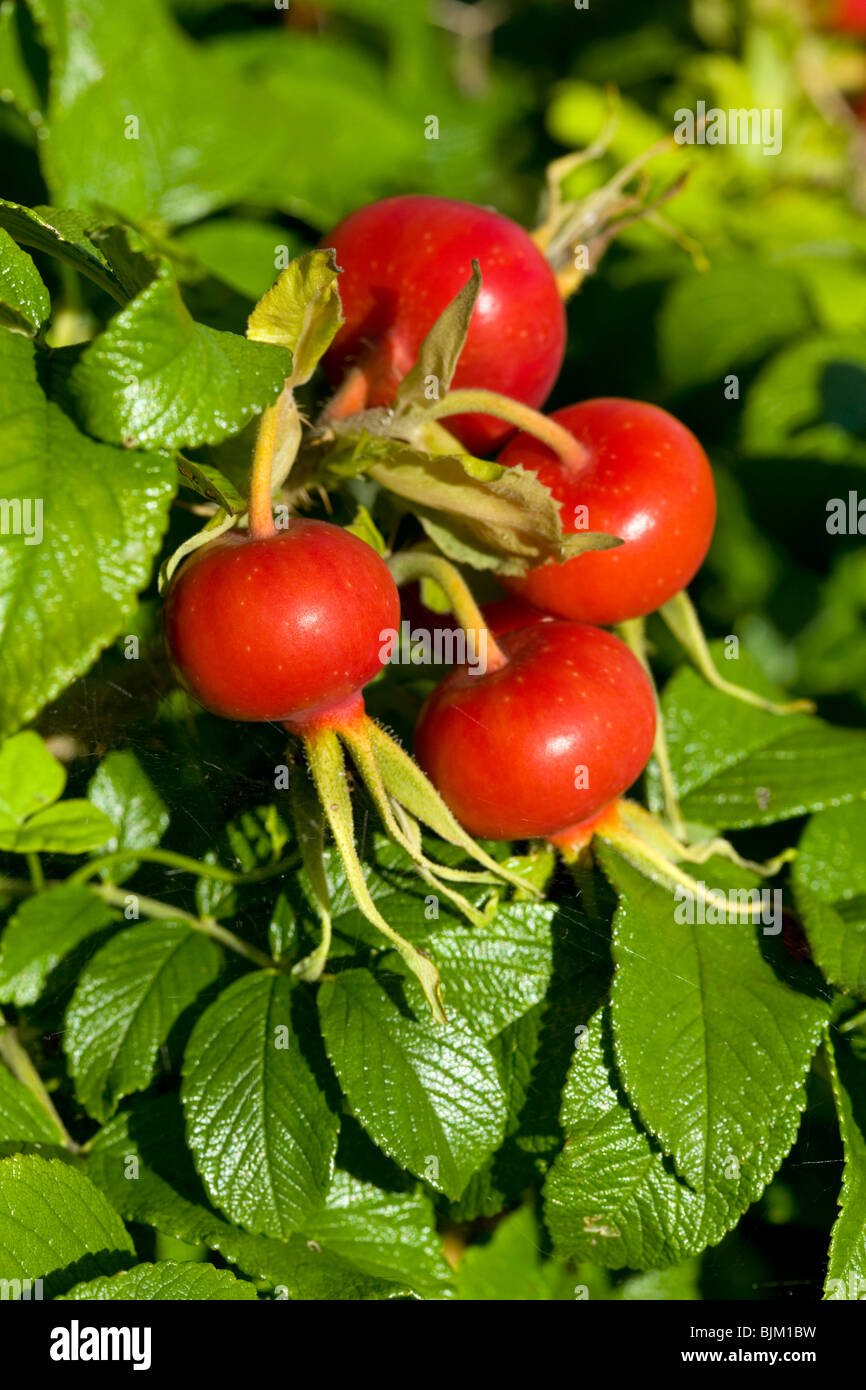 Rose Hips or the fruit of a the rose plant Stock Photo - Alamy