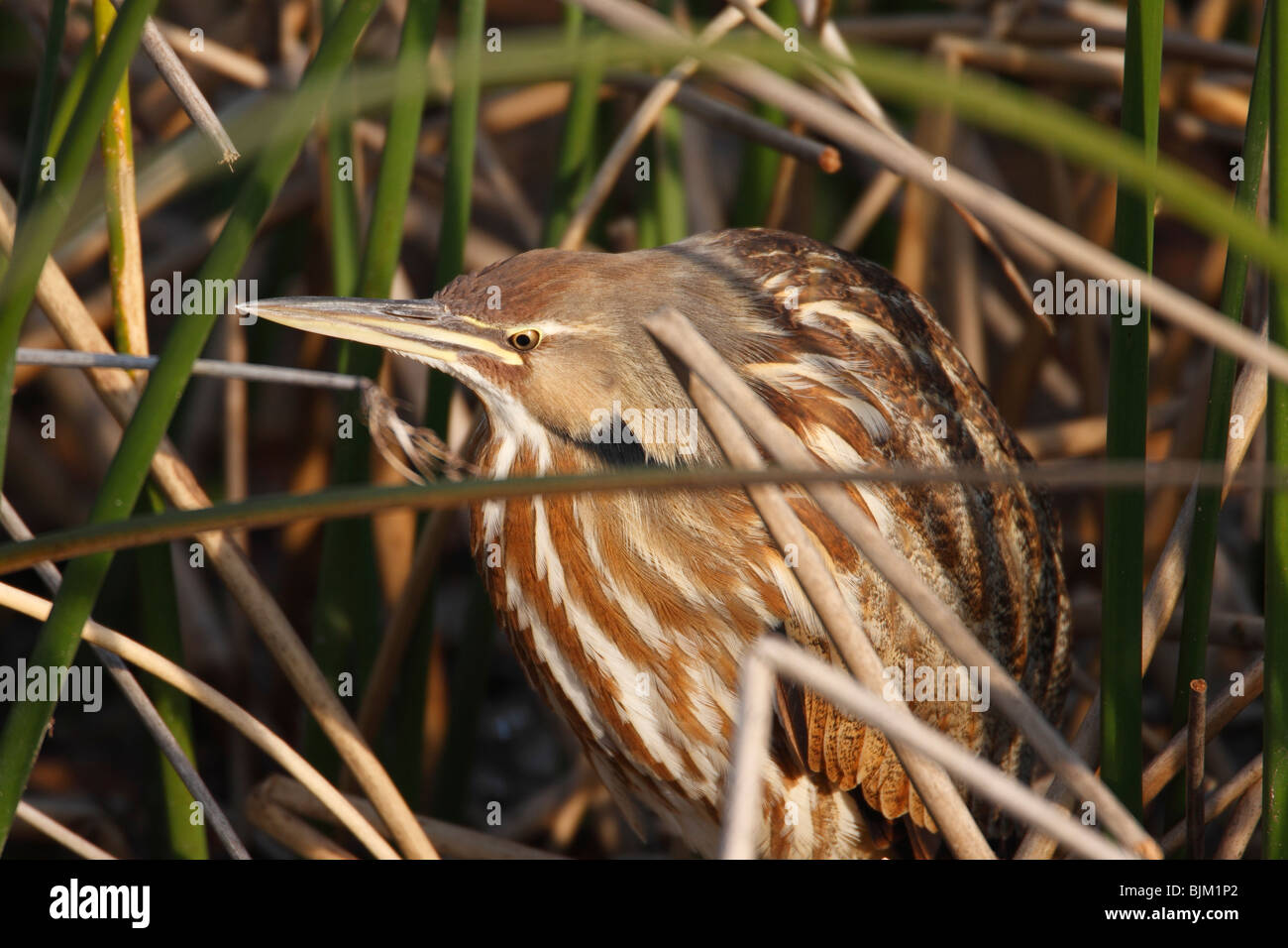 American Bittern Bird (Botaurus lentiginosus) from Viera wetlands near ...