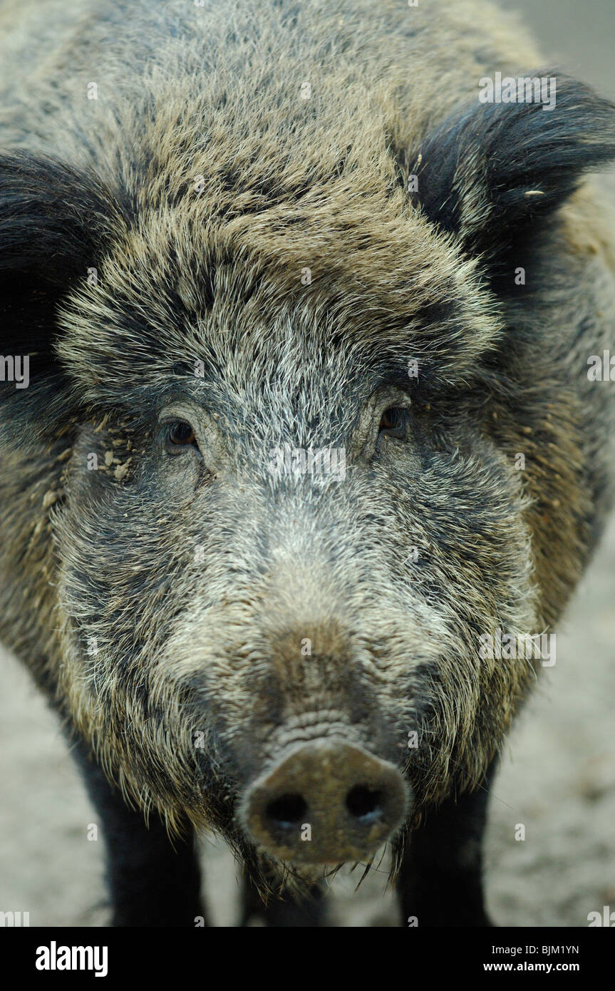 Central european boar hi-res stock photography and images - Alamy