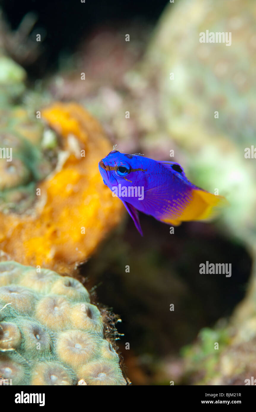 a Fairy Basslet fish pauses very briefly while its' picture is taken ...