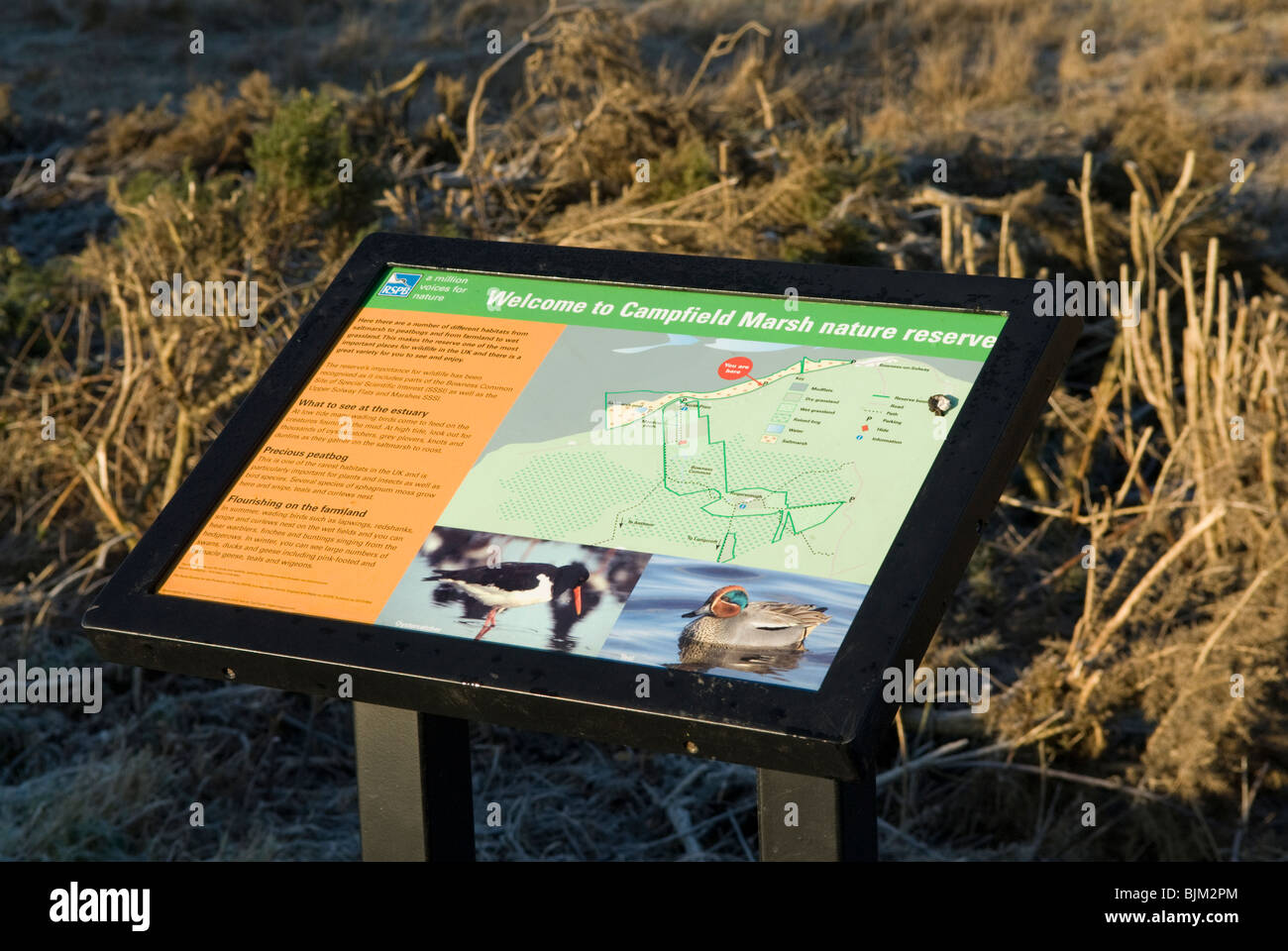 Campfield Marsh RSPB reserve, The Solway Firth, Cumbria, England Stock ...
