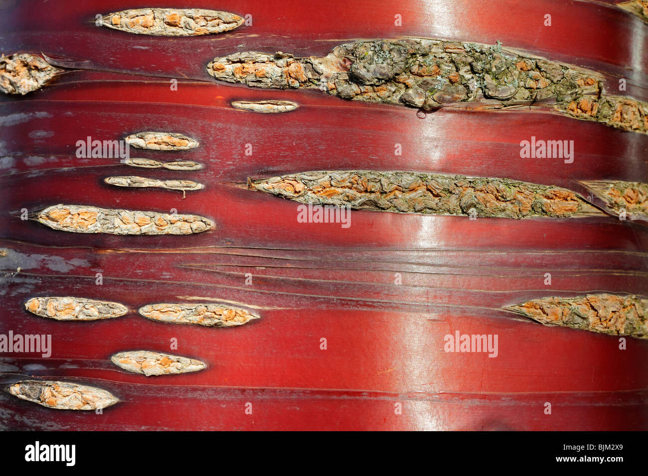 Himalayan birch tree hi-res stock photography and images - Alamy